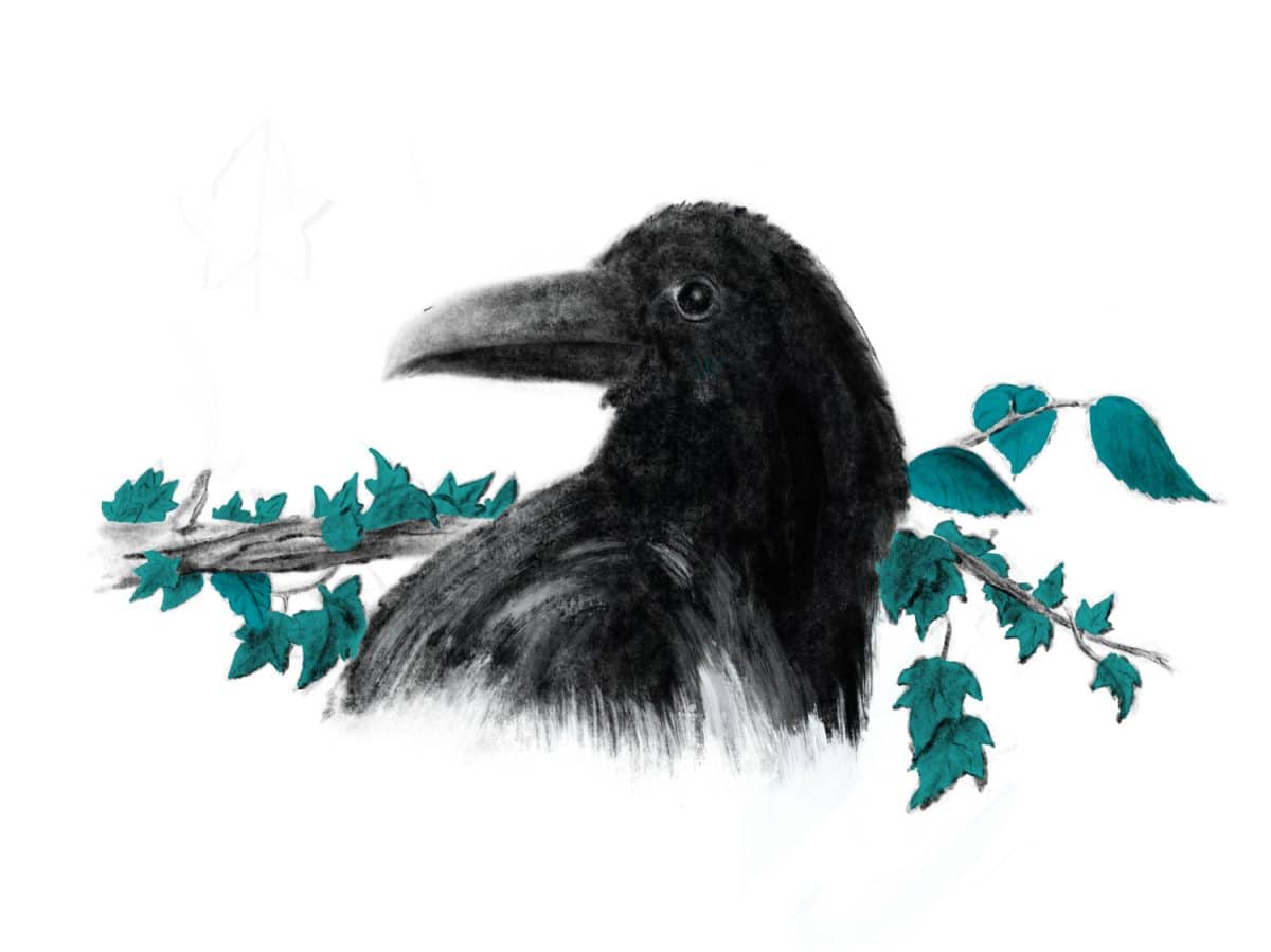 IL CORVO: SIGNIFICATO, SIMBOLO E LEGGENDA - Feel No Pain